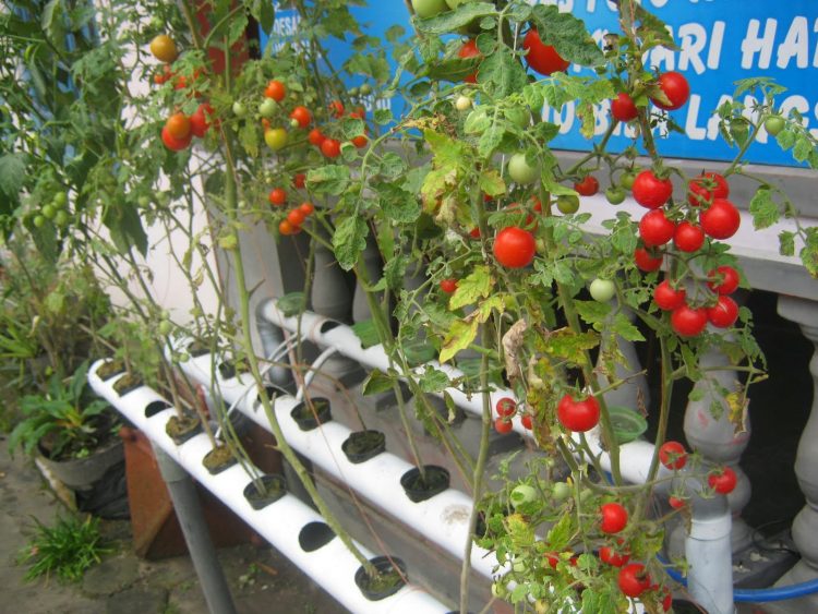 Solusi Pertanian di Lahan Sempit dengan Metode Hidroponik - FreeCareTips