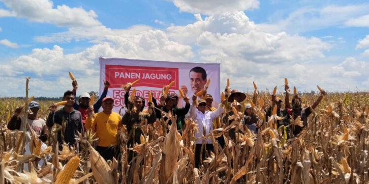 Prestasi Gemilang: Food Estate Gunung Mas Panen Jagung 6,5 Ton per Hektare - FreeCareTips